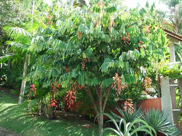 20 Pilihan Pokok-Pokok Teduhan Berbunga