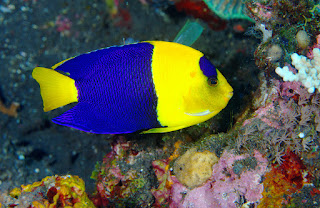 IKAN LAUT ASLI INDONESIA: Angel