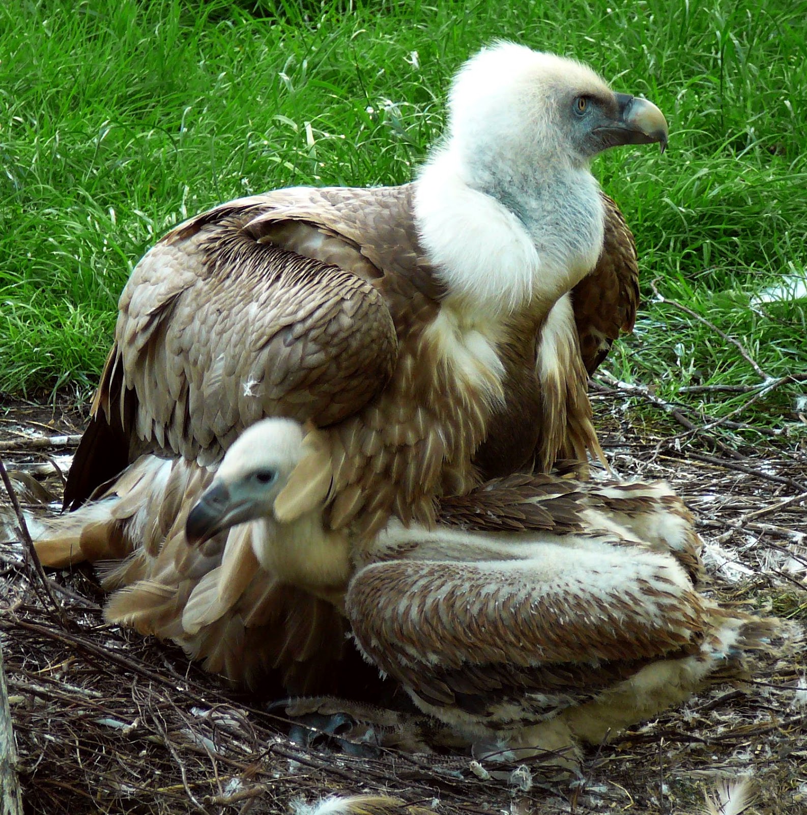 Fascinated by Vultures: 45 days old Eurasian Griffon Vulture chick