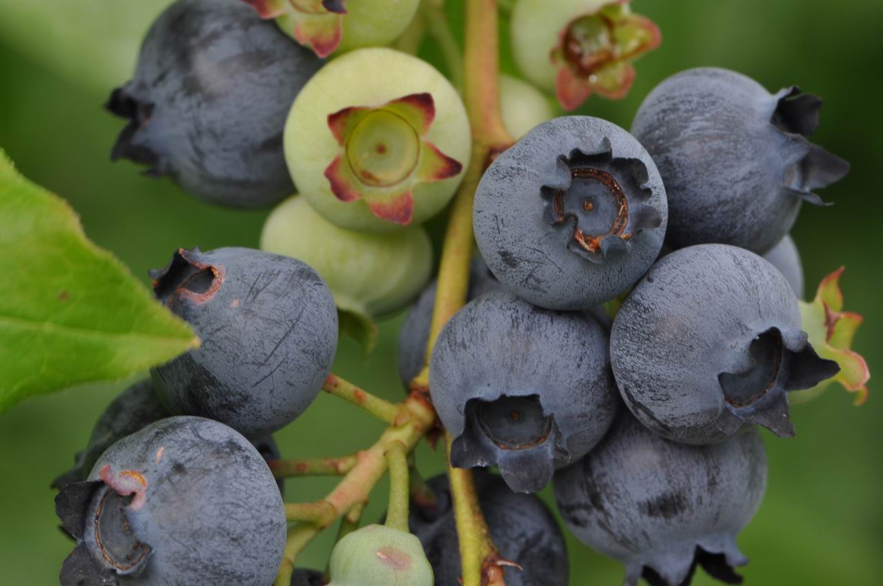 Myrtille américaine