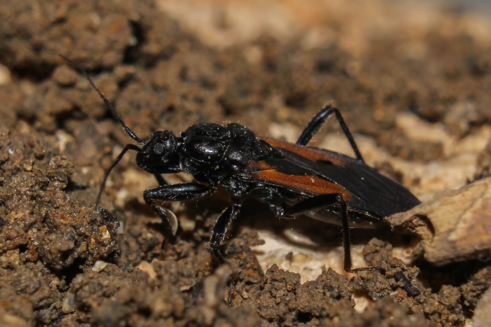 Biodiversity of Cyprus by NGO Protection of the Natural Heritage and ...