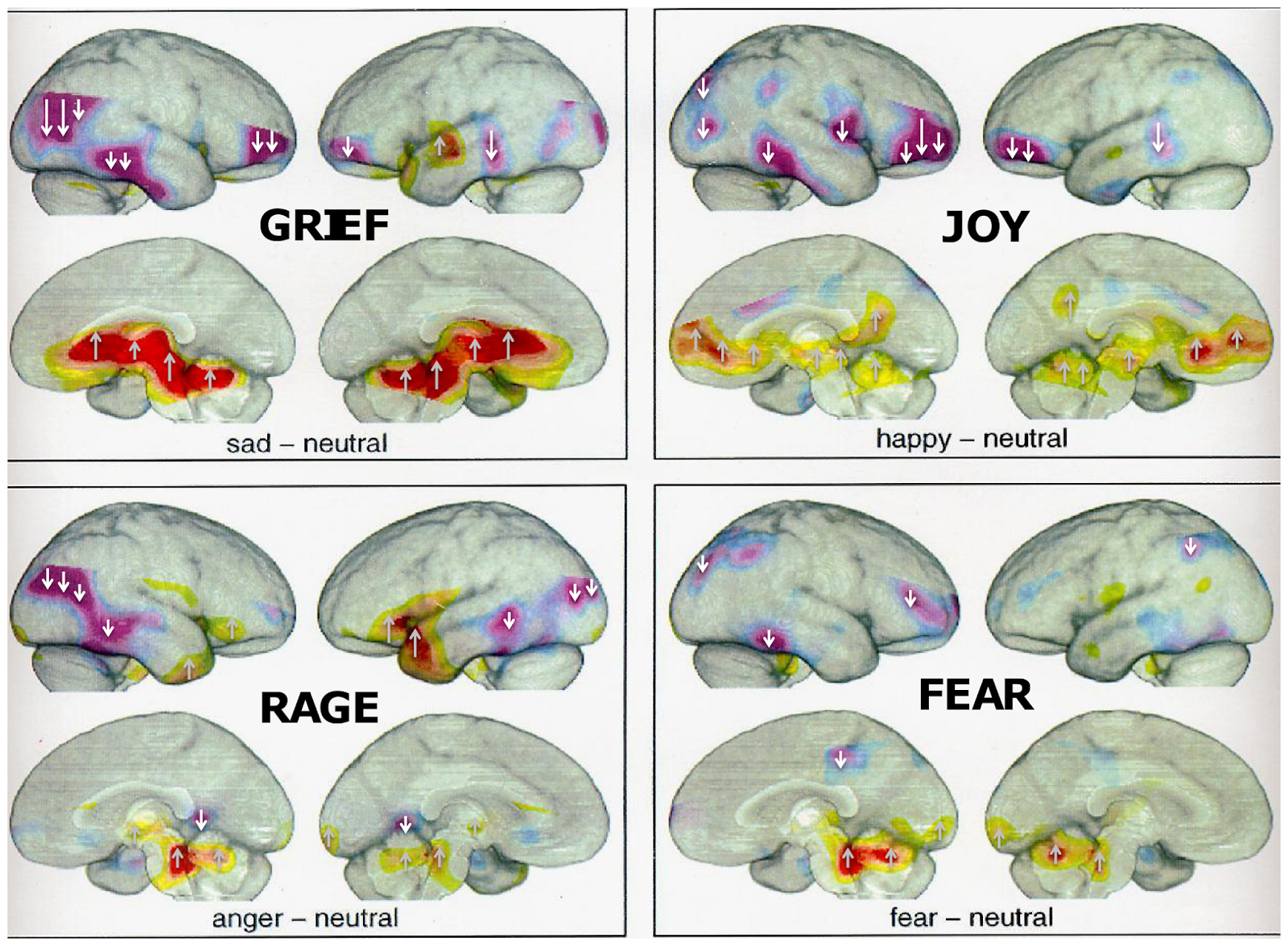 Got Science?: Rat Tickling and the Neuroscience of Emotions