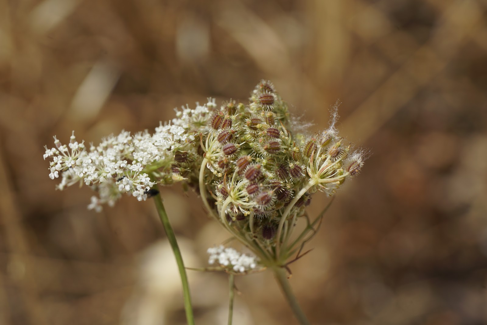 Plantas de Huerta Otea, Salamanca: Cicuta (Conium maculatum)