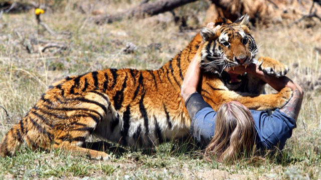 Tiger Attacks Man: Real Tiger Attack Stunt | Amazing Thaland