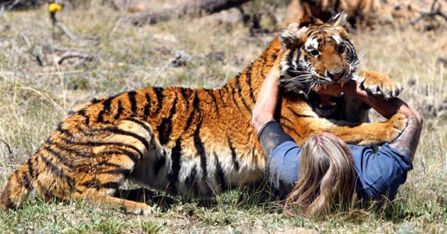 Tiger Attacks Man: Real Tiger Attack Stunt