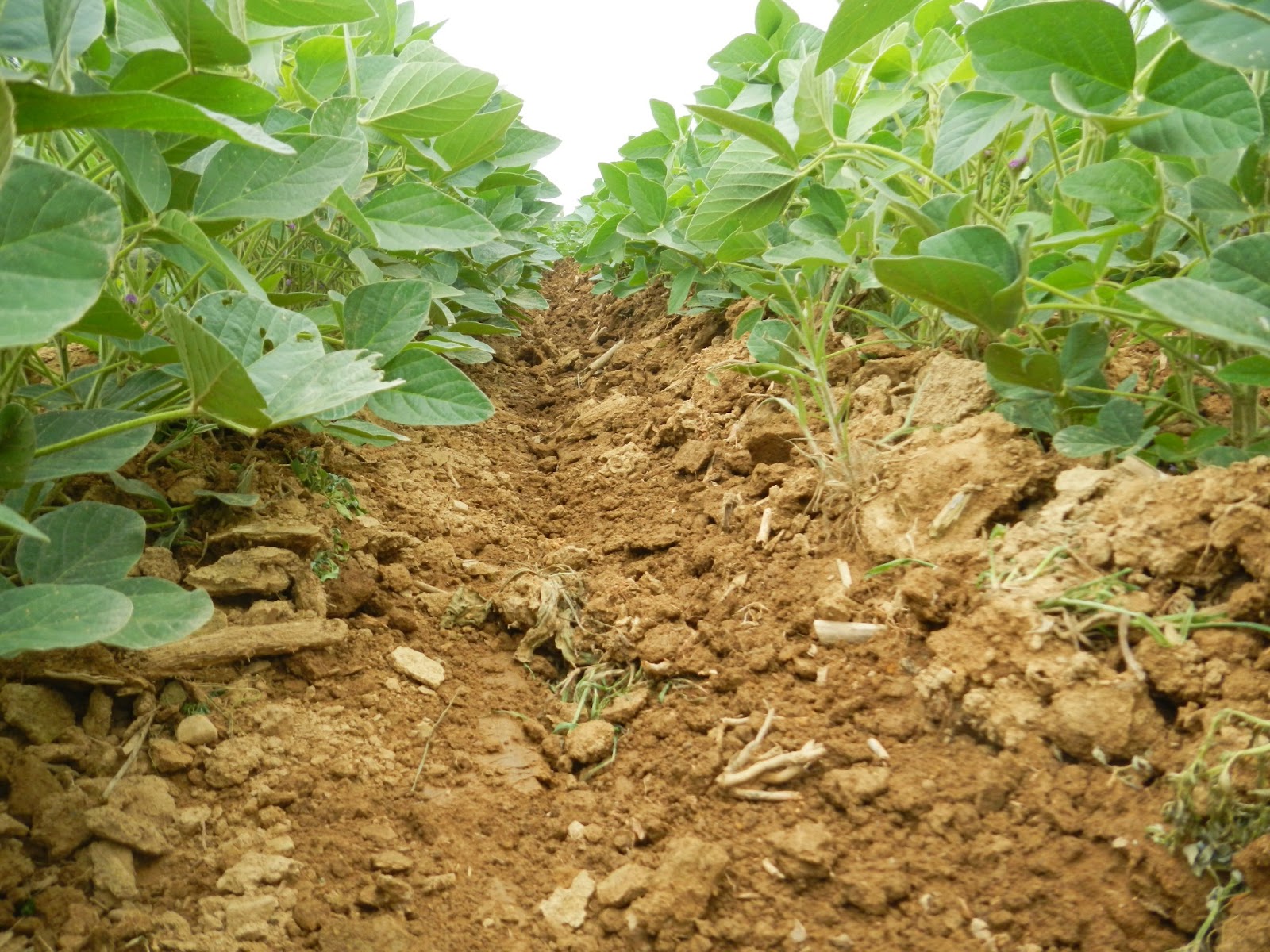 UNH Agroecology: Student Resarch: Precision Zonal Management