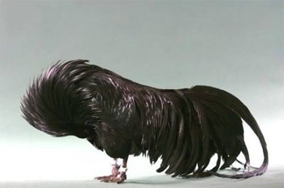 Obrolan Seputar Ayam dan Burung Kicau: Ayam petarung dari sumatra