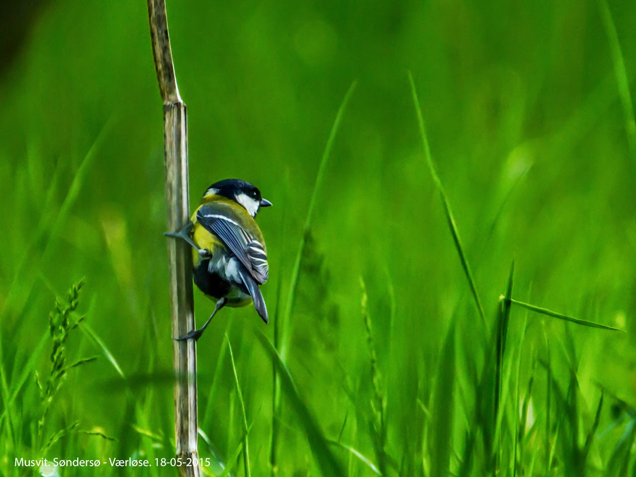 Fuglefoto: Musvit. Søndersø - Værløse