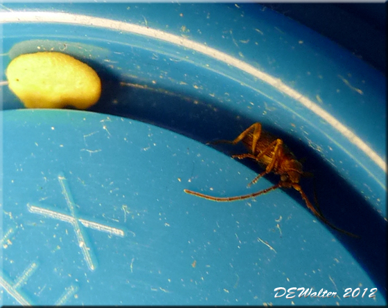 The Home Bug Garden: Bludging with Beetles: Ptinus fur, a spider beetle