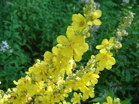 DIVIZMA – Verbascum thapsiforme – Kako Leciti