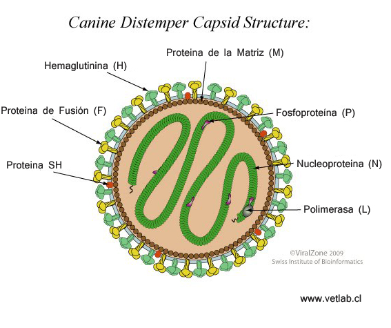 LABORATORIO VETERINARIO ESPECIALIZADO VetLab®: VIROLOGÍA DEL VIRUS ...