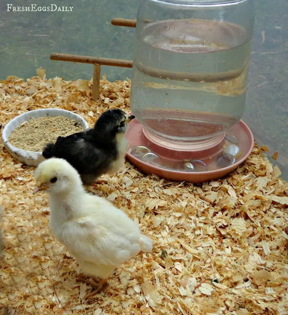 Expert Tips for Basic Baby Chick Care - Fresh Eggs Daily® with Lisa Steele