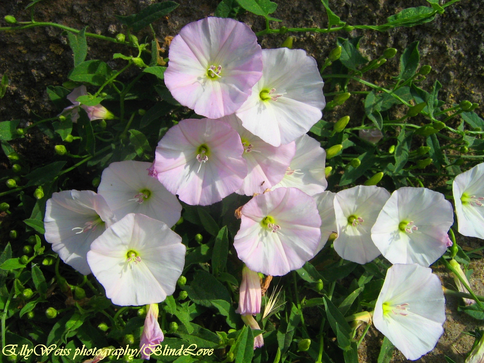 Blind Love: WORDLESS WEDNESDAY (26) - "Rudele" rândunicii