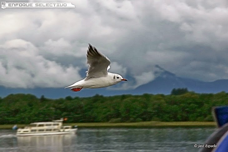 © Javi Espada Fotografía: Enfoque Selectivo