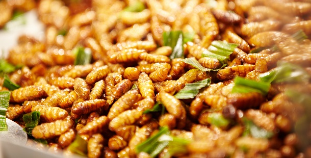 Comer insectos vai ajudar a alimentar a fome mundial, diz a ONU