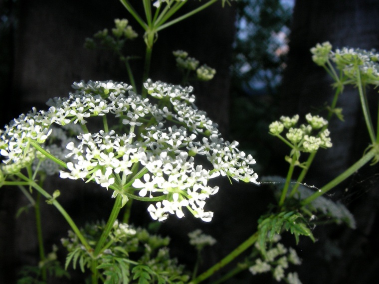 Propiedades del Apio: Propiedades del Apio