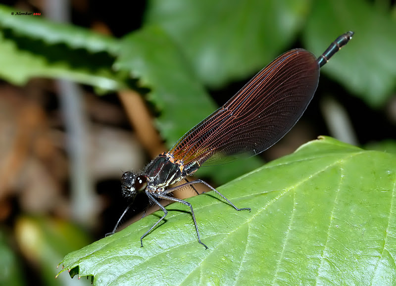 Zygoptera.