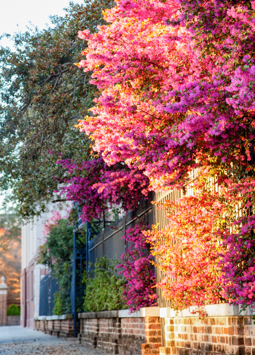 Doug's Photo Blog: Spring in Charleston