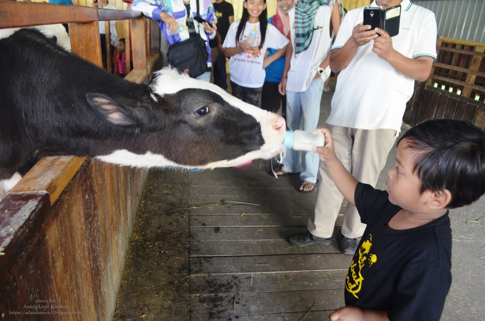 Tengok Lembu di Desa Dairy Farm - Amie's Little Kitchen