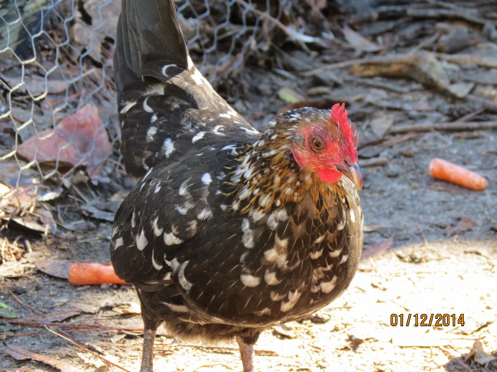 Animals In the Shadows: Rose