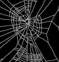 All This Is That: Spiders on drugs, spinning webs