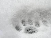 Healing Morning: Snow paws