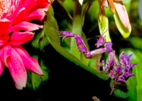 THE ORCHID MANTIS |The Garden of Eaden