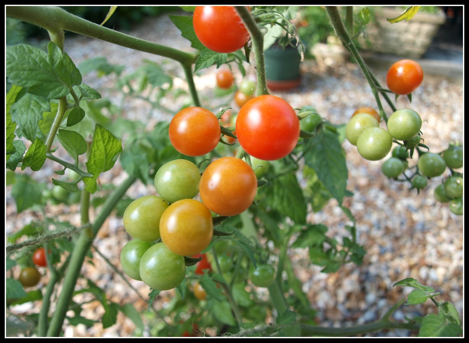 Mark's Veg Plot: Tomato time