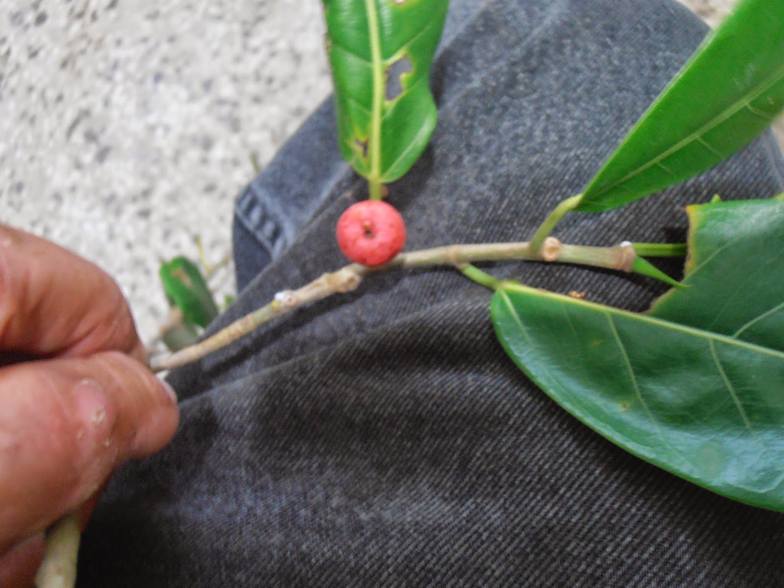 Flora de Puerto Rico Ilustrada Papo Vives: MORACEAE FICUS STHALII ...