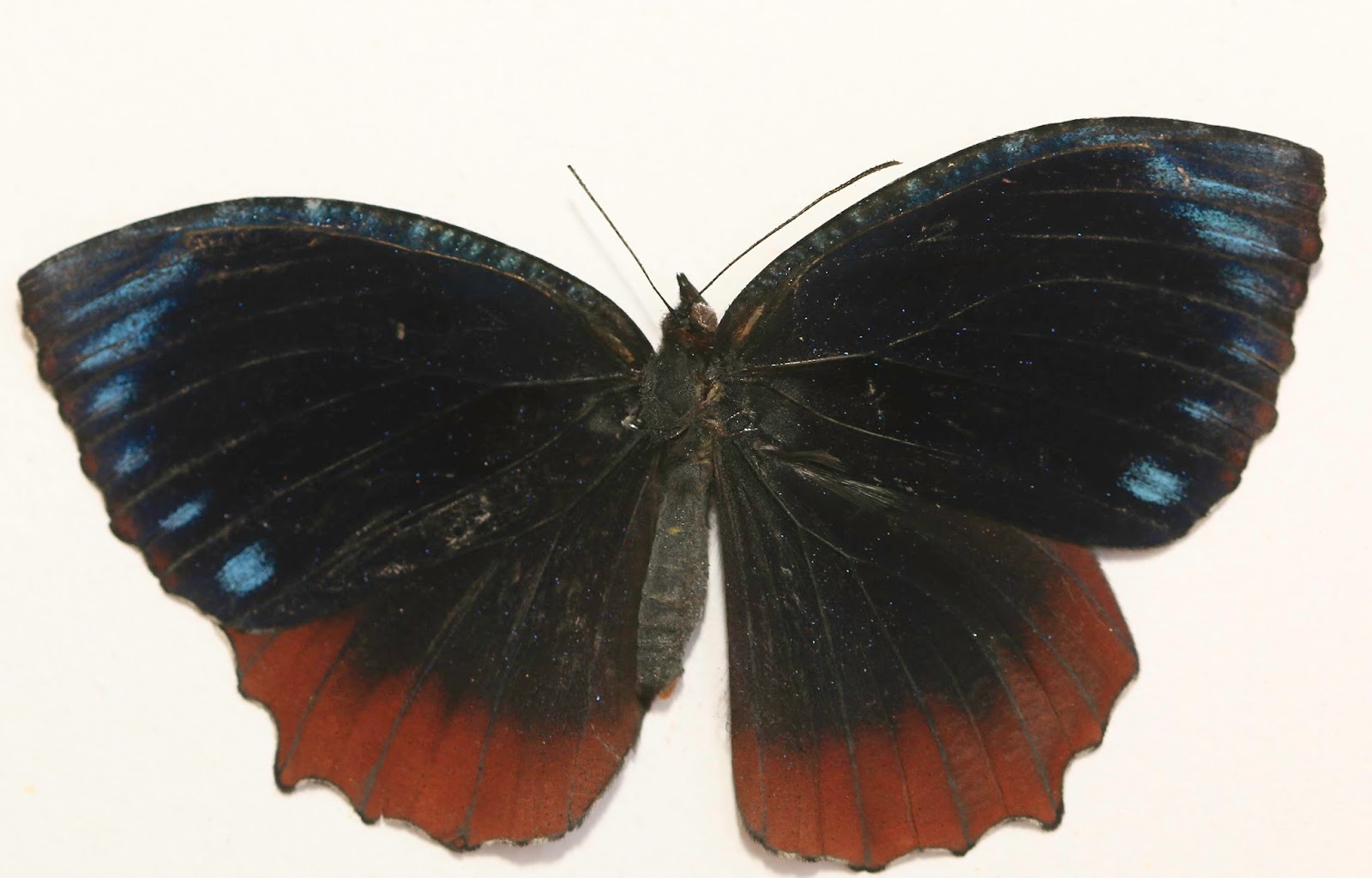 Butterflies of Vietnam: 152. Elymnias hypermnestra tonkiniana (The ...