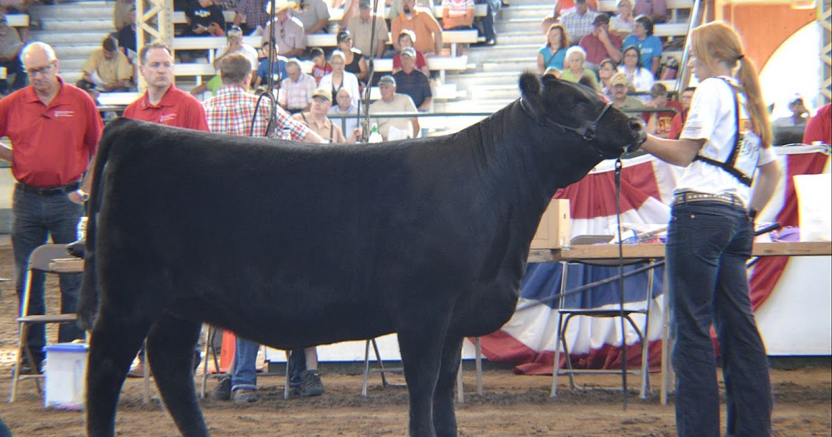 MITTAG Blog: Iowa State Fair 4-H Breeding Heifers