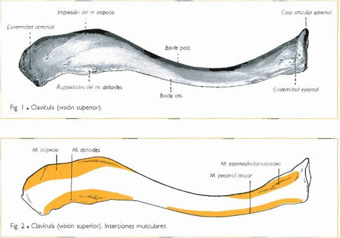 región-grupo-plano: Clavícula.