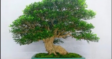 Gambar Bonsai Terindah | Aneka Ragam Bentuk Bonsai