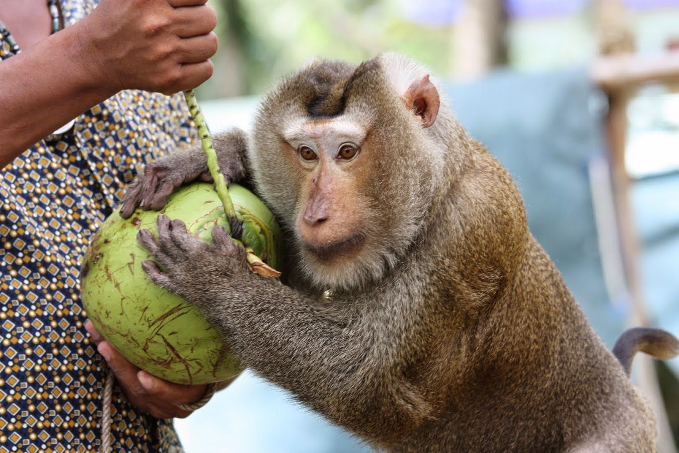Sunset Snorkeling at Koh Taen (Coral Island) by Long Tail Boat ...