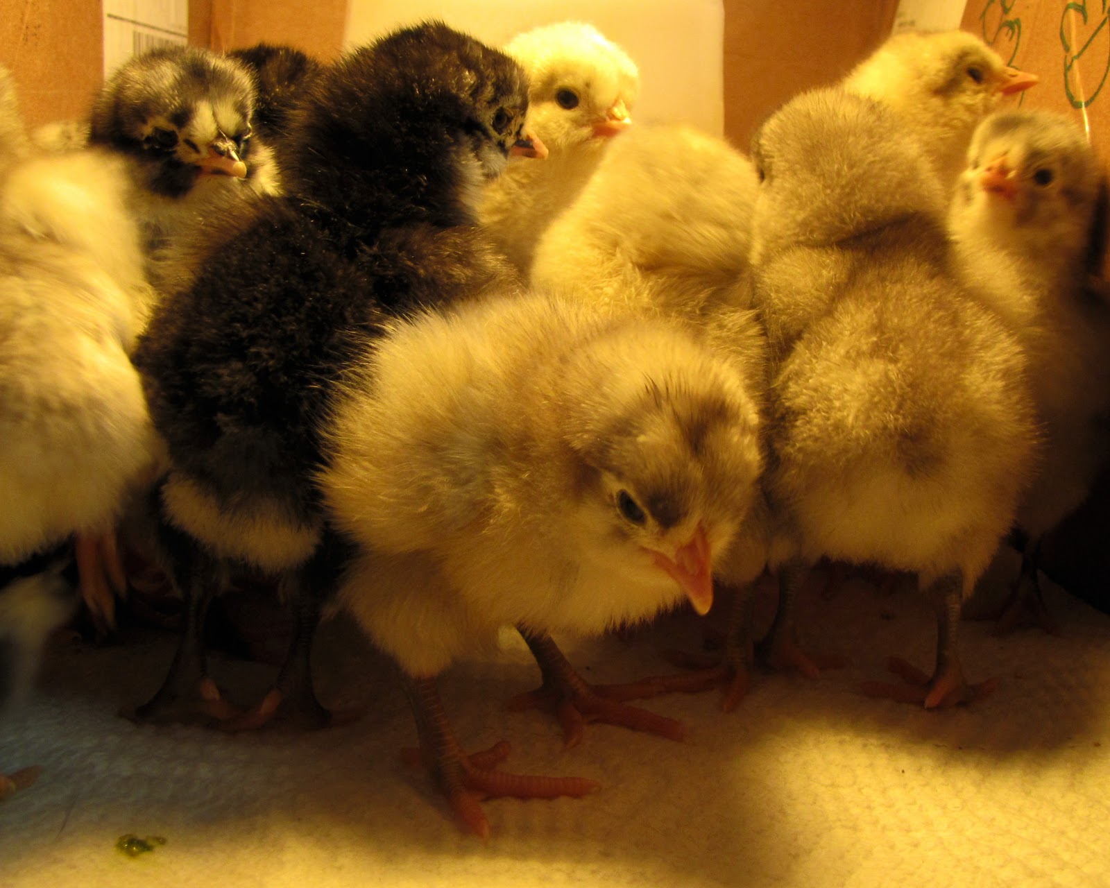 The Livestock Conservancy in Action: April 2011