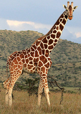 Encyclopedia: Giraffe