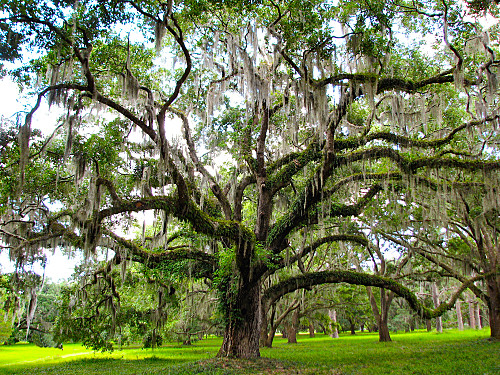 Garden Dream: Southern Trees - Live Oaks