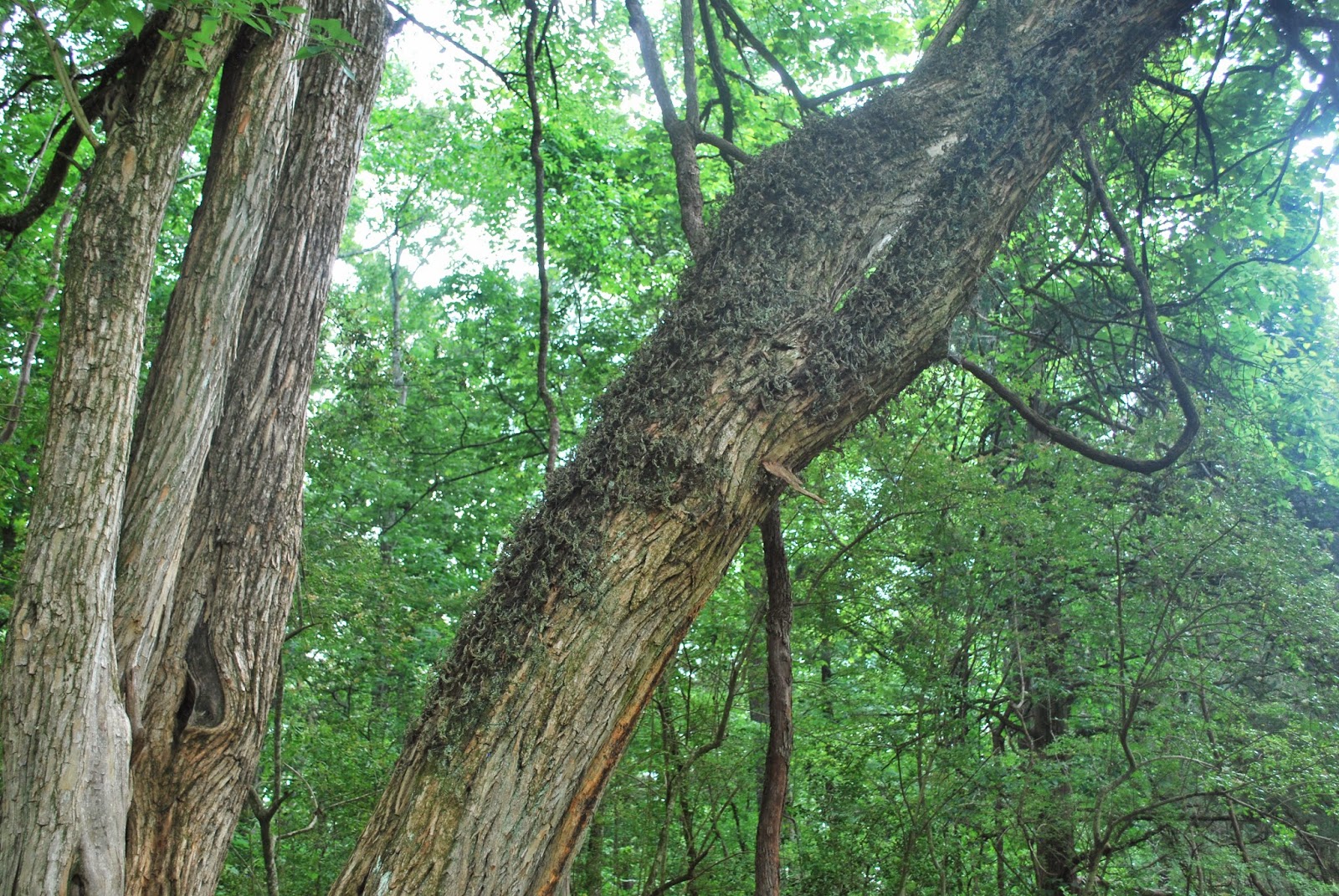 ARTS&FOOD®™: A Visual Tour of "Rowan Oak Museum" William Faulkner's ...