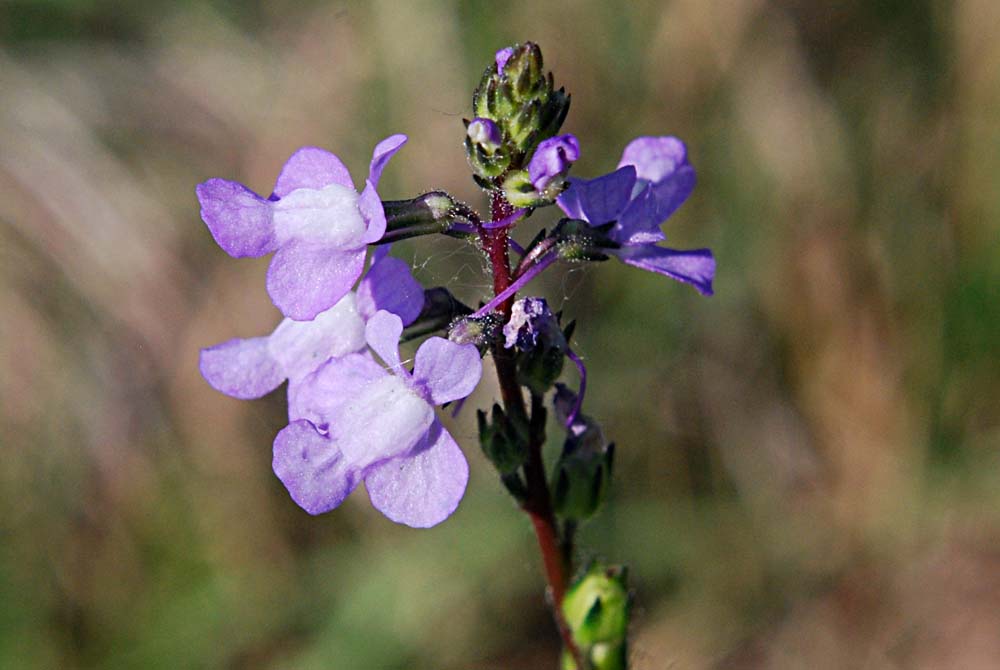 Space Coast Wildflowers: Tosohatchee WMA, March 26, 2011