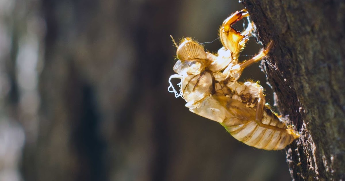 Whimsy: Cicada shell stuck