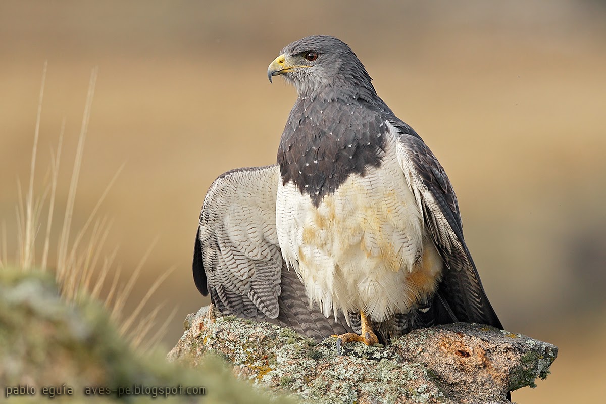 mis fotos de aves: Geranoaetus melanoleucus Aguila Mora Black-chested ...
