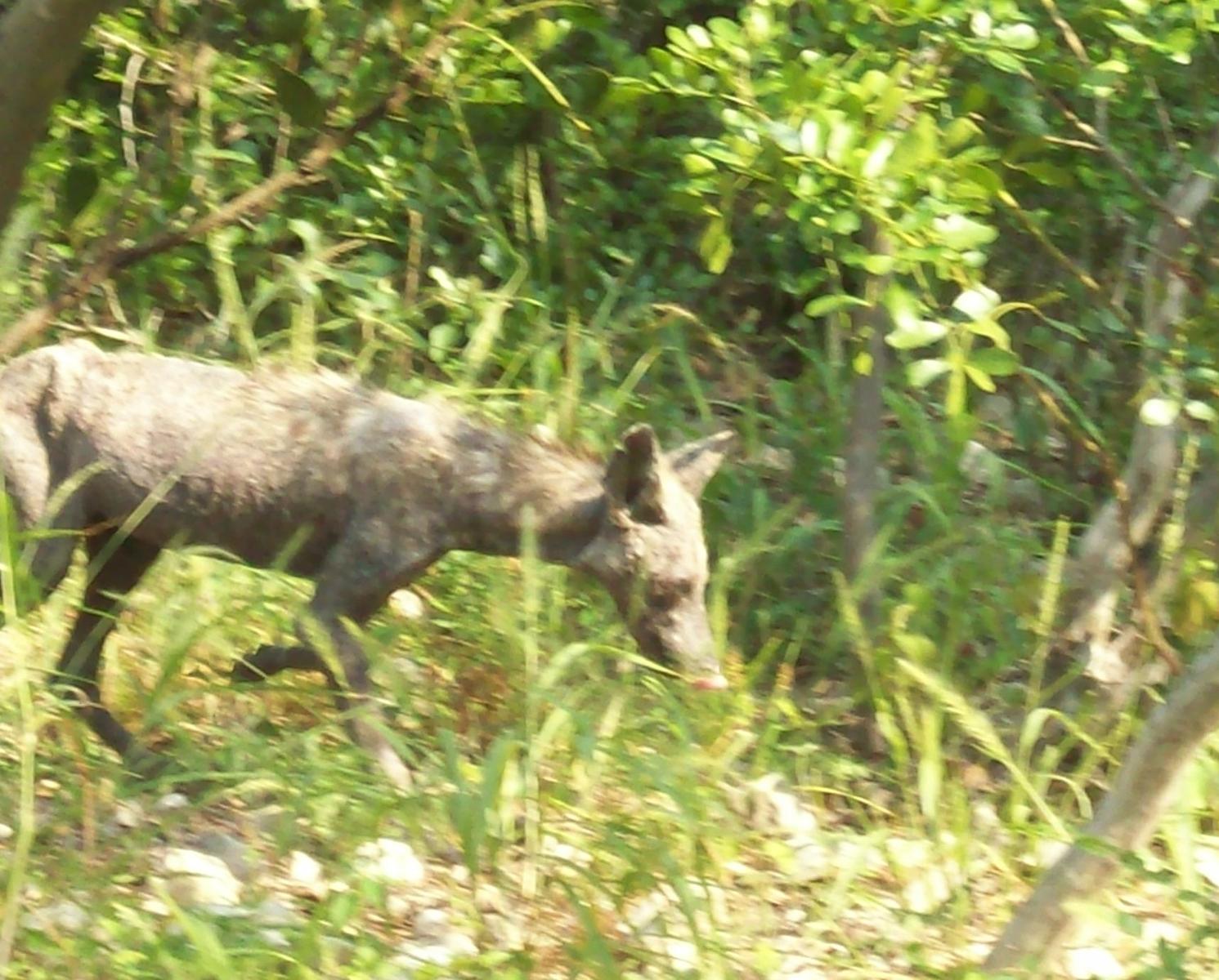 Hidden World: The Chupacabra