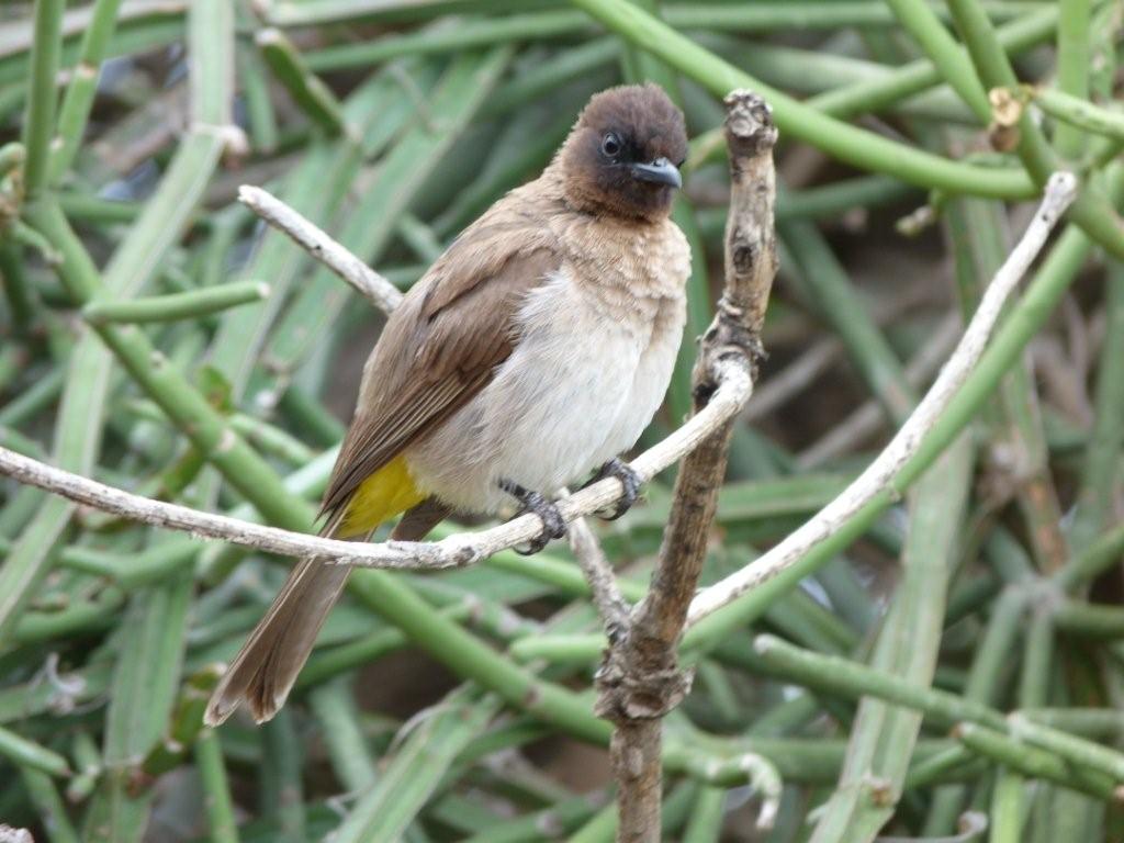 Safari Ecology: Common Bulbul and frugivorous birds