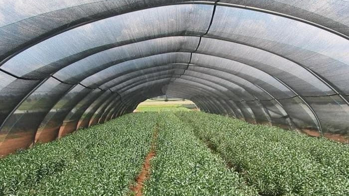 Mengulik Manfaat dan Jenis-jenis Paranet Untuk Tanaman - Jual Paranet ...