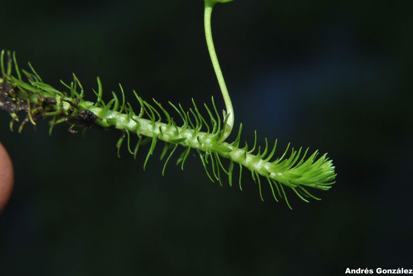 FOTOS DE FLORA NATIVA Y ADVENTICIAS DE URUGUAY : Mayaca sellowiana ...