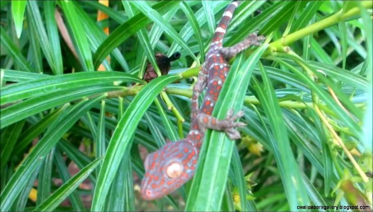 Wild Caught Leopard Gecko | Wallpapers Gallery