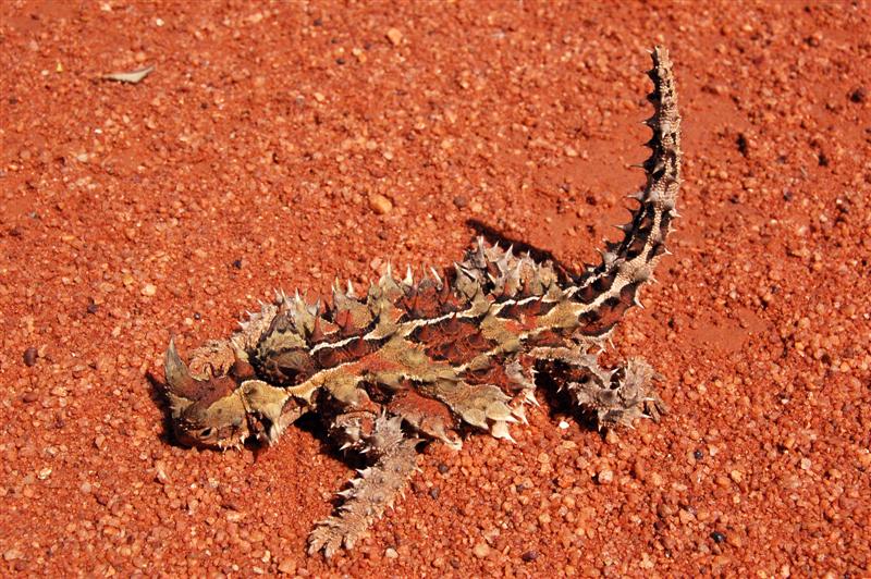 WA Zoologist: Into The Great Victoria Desert