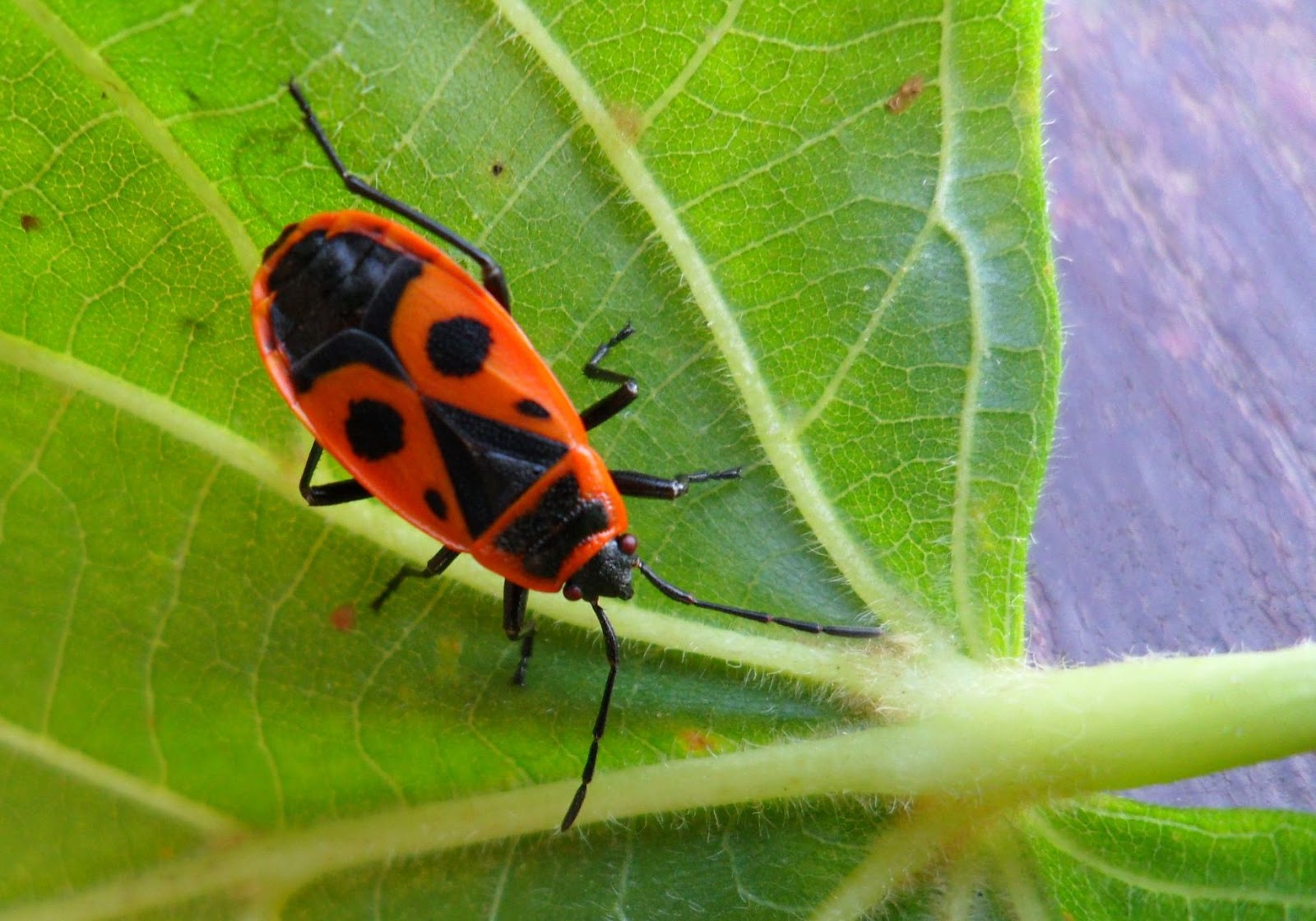 Descopera Targovistea cu mine: INSECTELE MELE