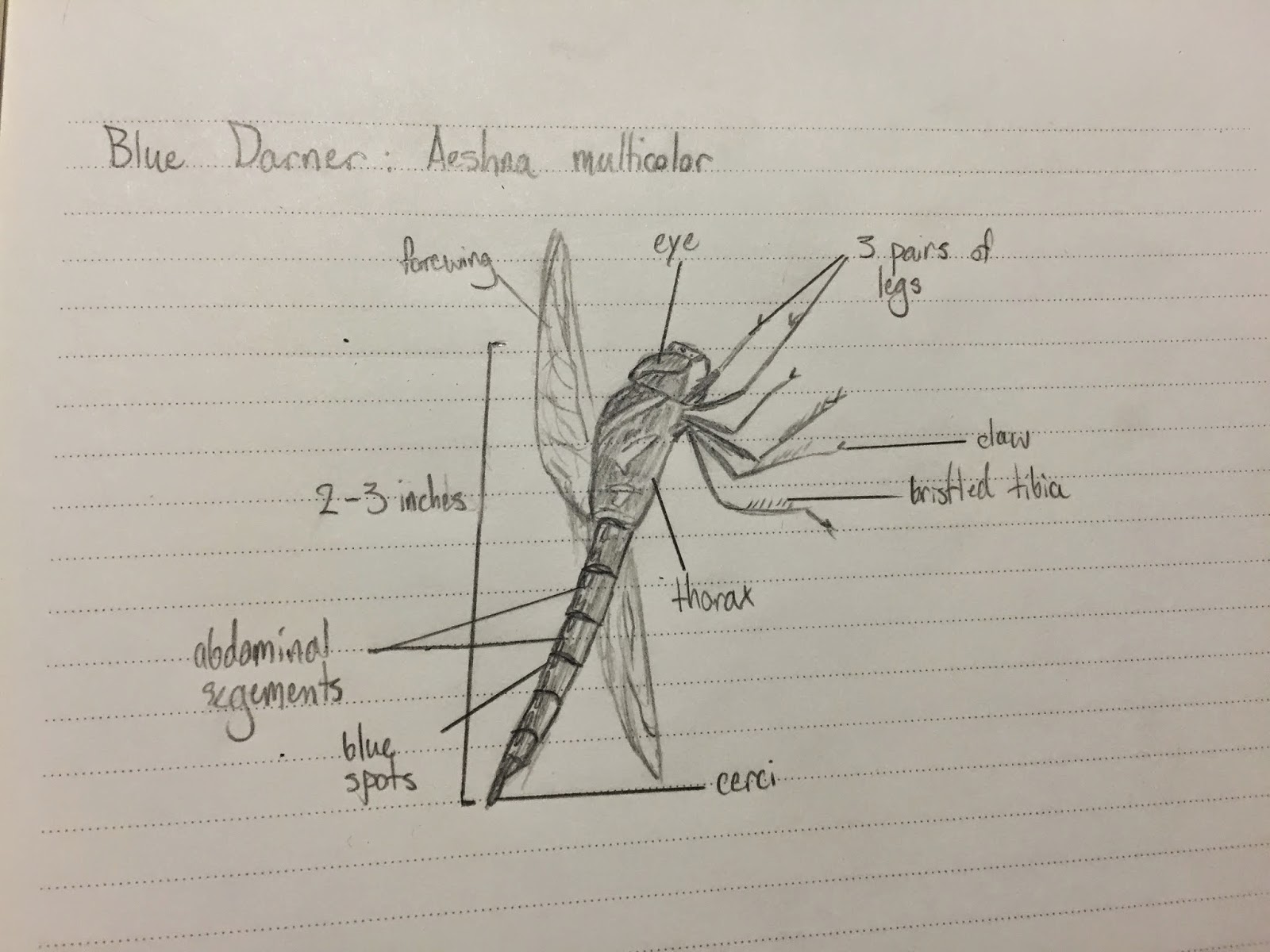 UW Naturalist : Journal Entry #4: Invertebrates