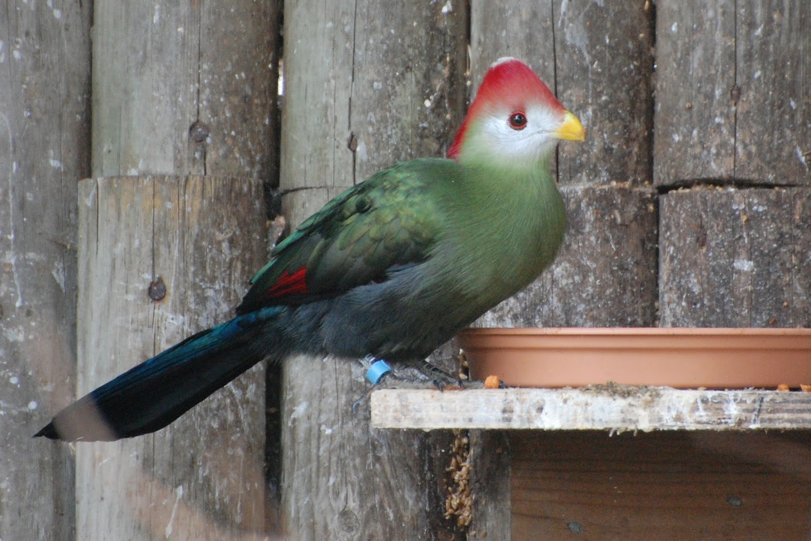 Trabajar en el zoo: Cuidados del turaco crestirrojo